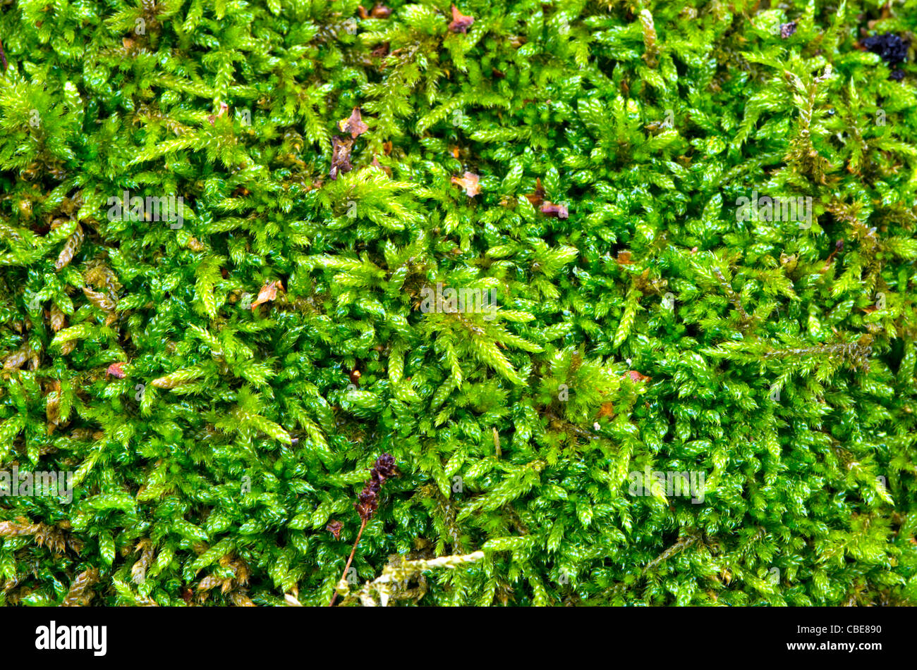 Moss floor hi-res stock photography and images - Alamy
