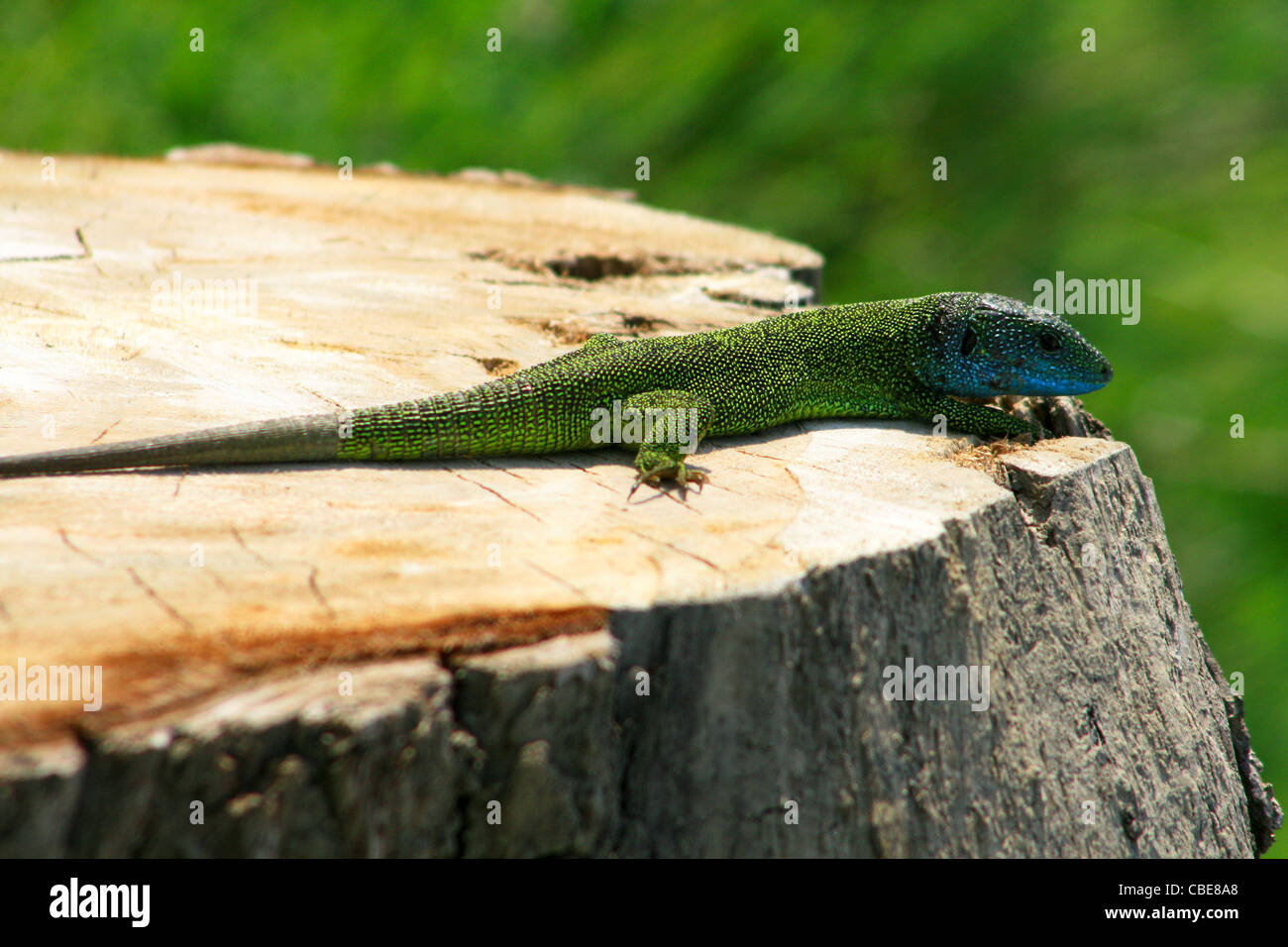 animal, blood,colorful, herpetology, ilizard, looking, reptile, species ...
