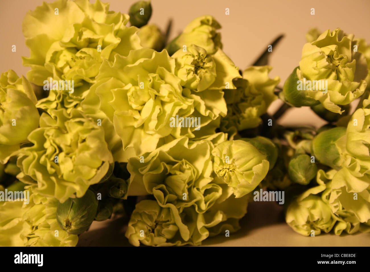 Bunch of cream flowers hi-res stock photography and images - Alamy
