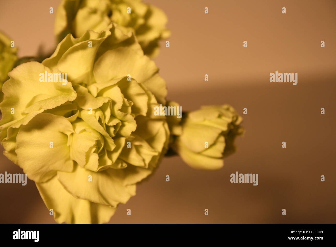 Pink carnation heads hi-res stock photography and images - Alamy