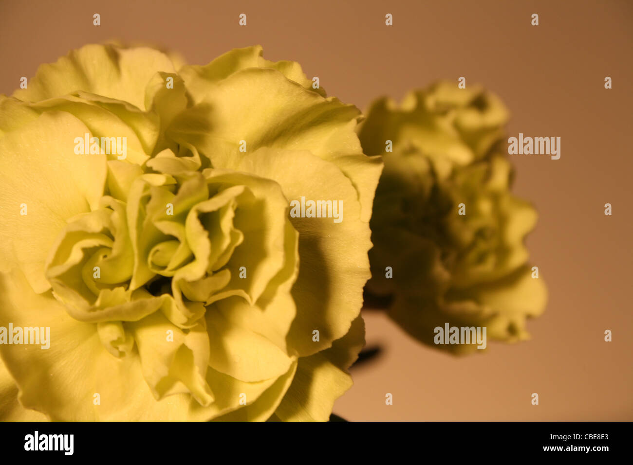 Close up yellow carnation flower dianthus hi-res stock photography and ...