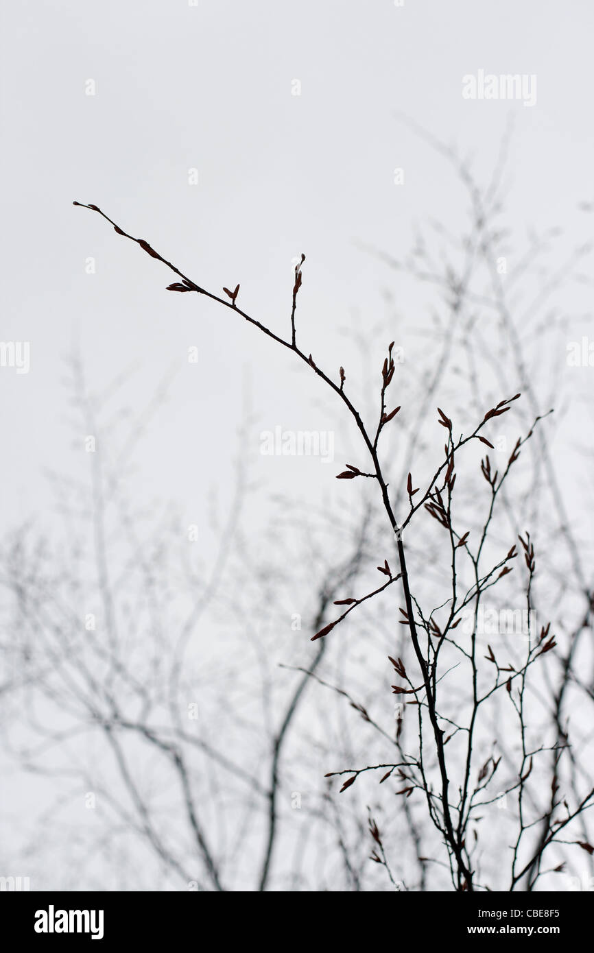 branches of a tree without leaves in spring on white background Stock ...