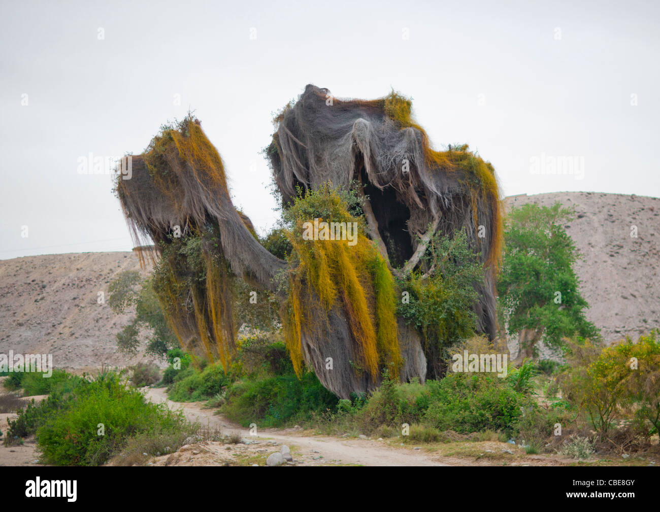 Angola tree hi-res stock photography and images - Alamy