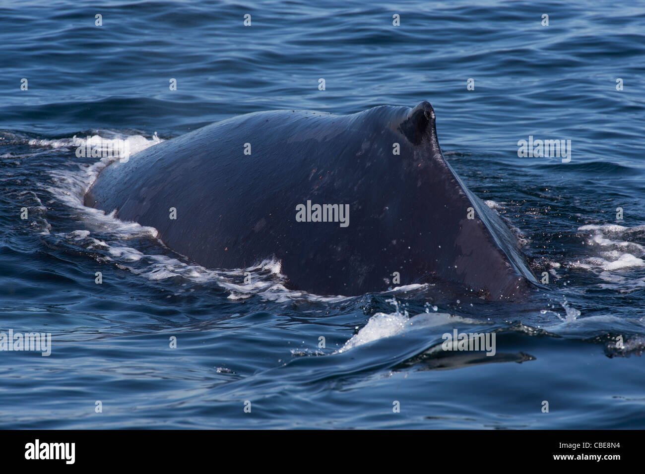 Whale lice hi-res stock photography and images - Alamy