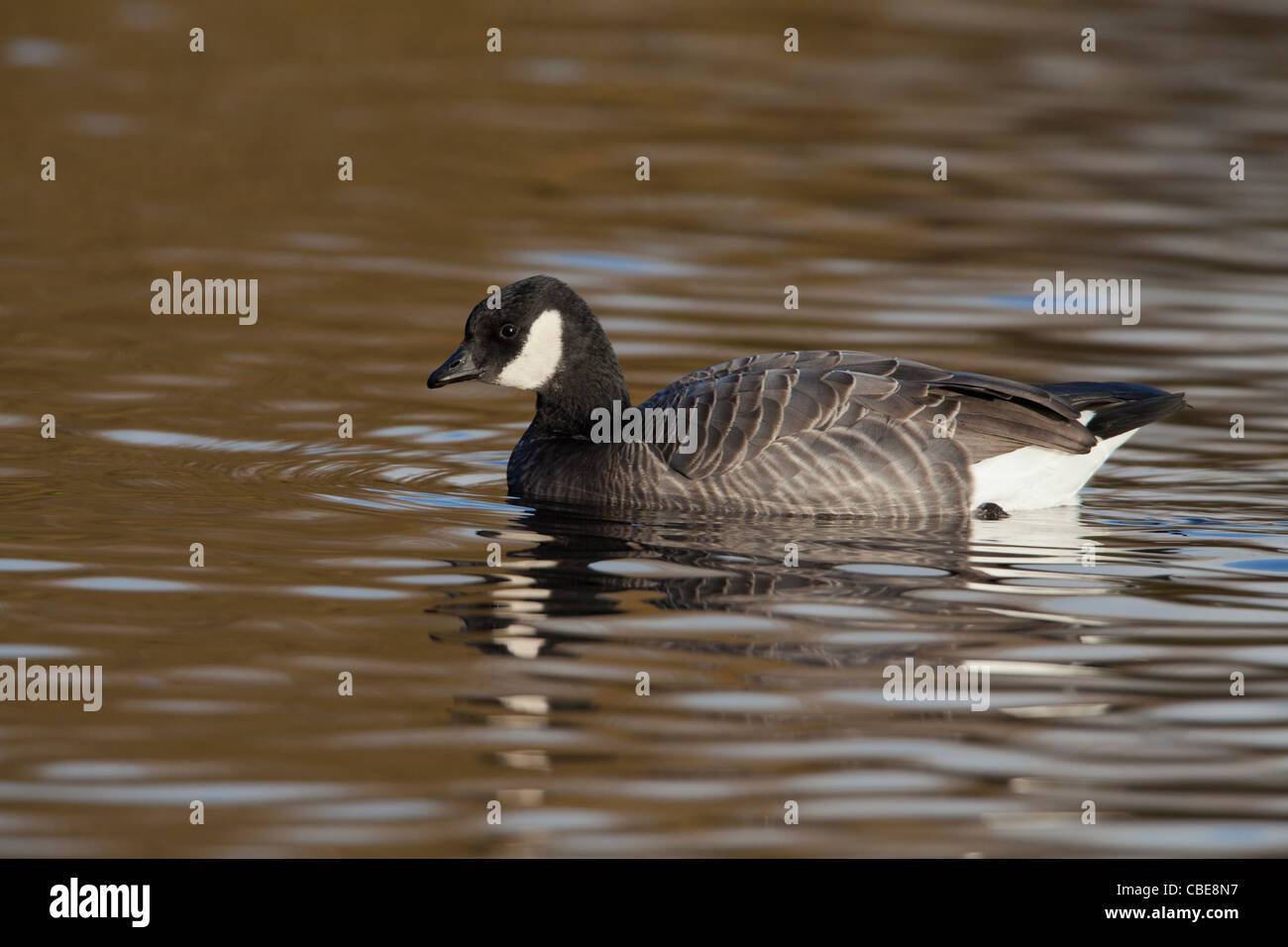 Cackling Canada Goose Branta canadensis minima Stock Photo - Alamy