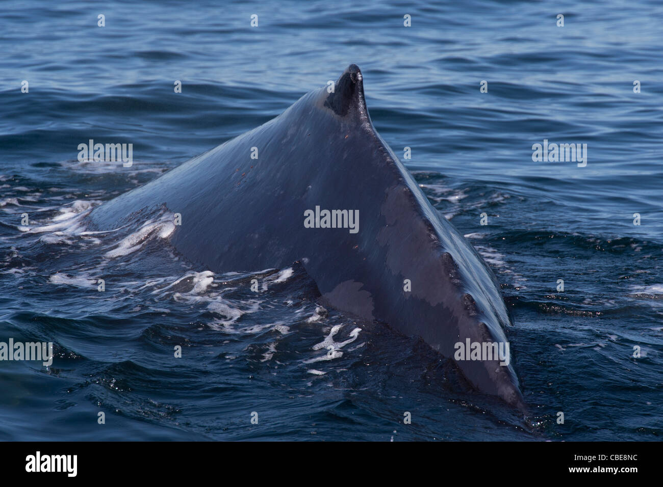 Whale lice hi-res stock photography and images - Alamy