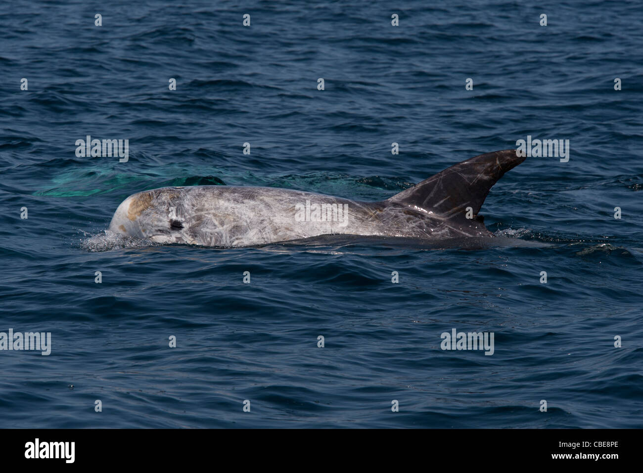 Dauphin grampus griseus hi-res stock photography and images - Alamy