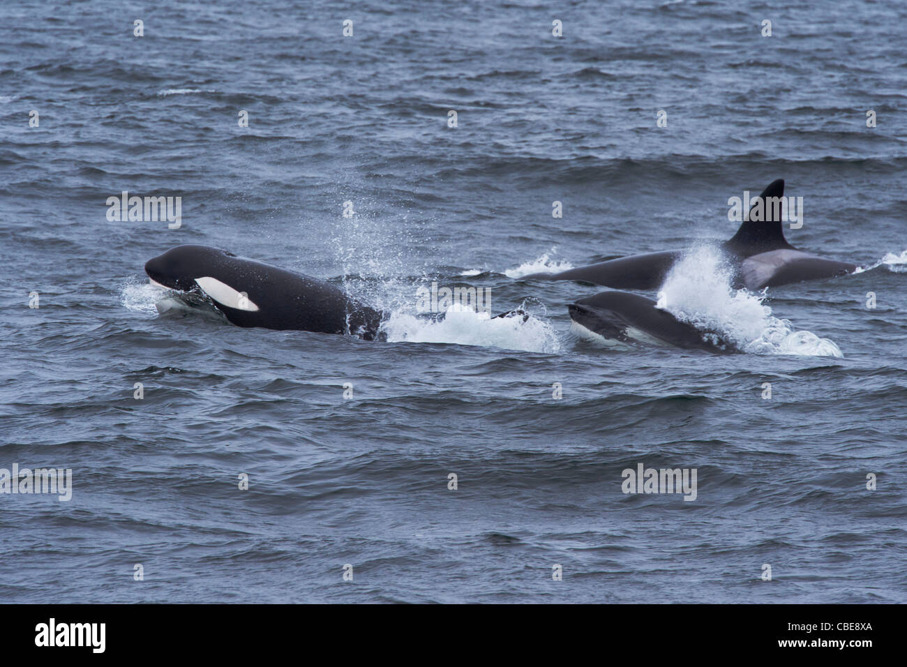 Transient Killer Whale/Orca (Orcinus orca). Three adult females ...