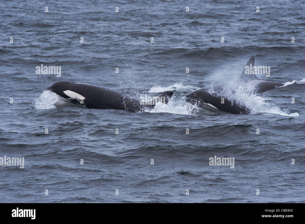 Transient Killer Whale/Orca (Orcinus orca). Three adult females ...