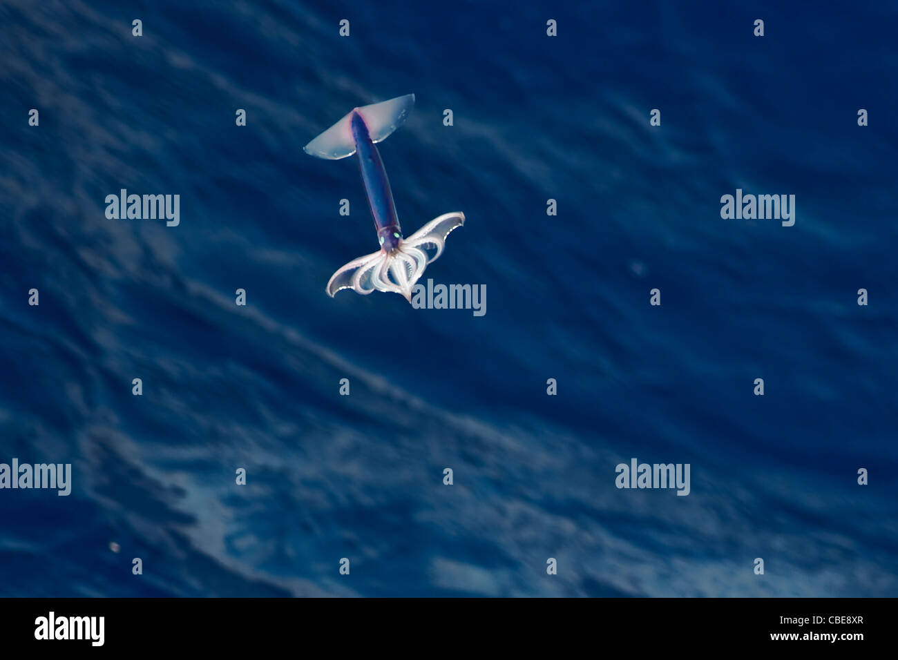 Cephalopod Stock Photos & Cephalopod Stock Images - Alamy