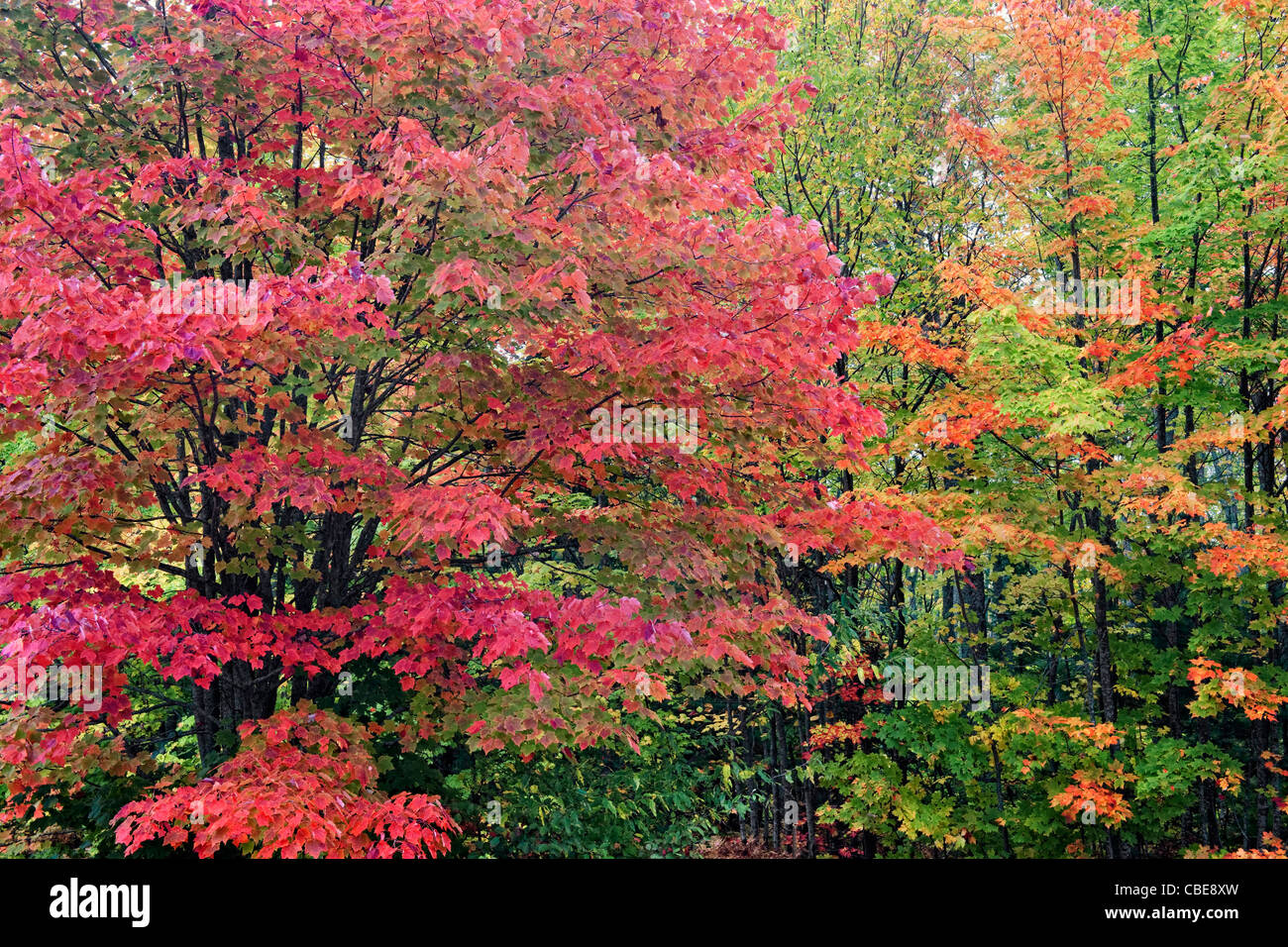 Sugar maple forest hi-res stock photography and images - Alamy