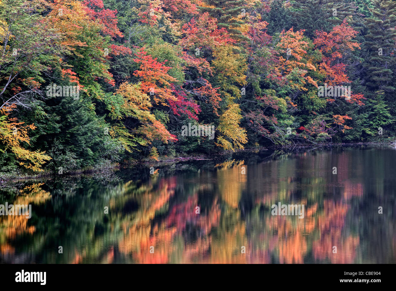Upper peninsula red maple trees hi-res stock photography and images - Alamy