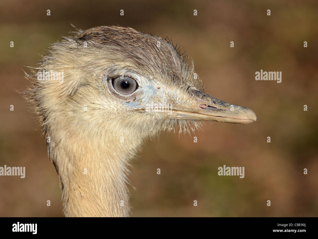 Young Rhea chick Stock Photo - Alamy