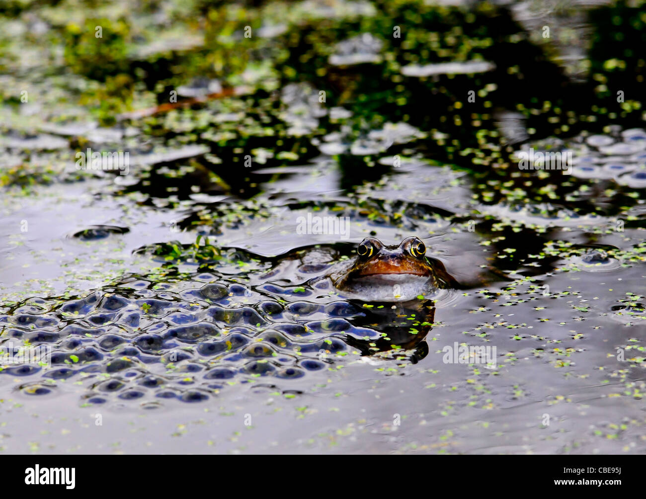 Frog in a garden pond, next to frogspawn spawn. Horizontal format with ...