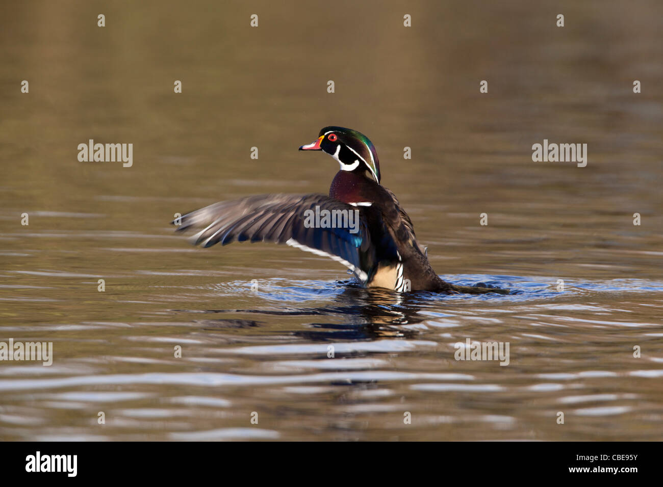 Wood Duck Aix sponsa adult male swimming and wing flapping Stock Photo ...