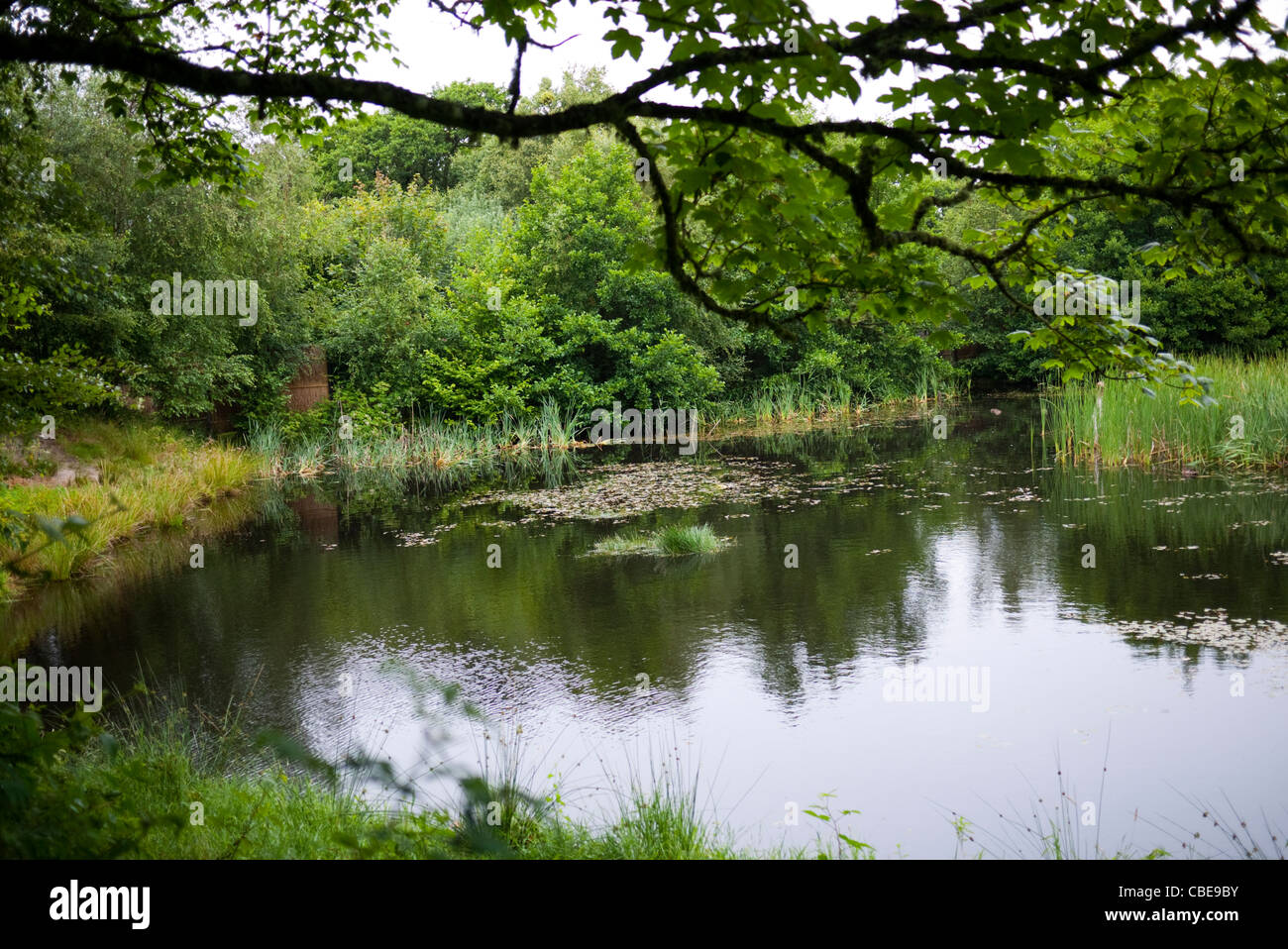 Central pond of the Duck decoy water fowl trap at Sdr. Ho Fanoe Denmark ...