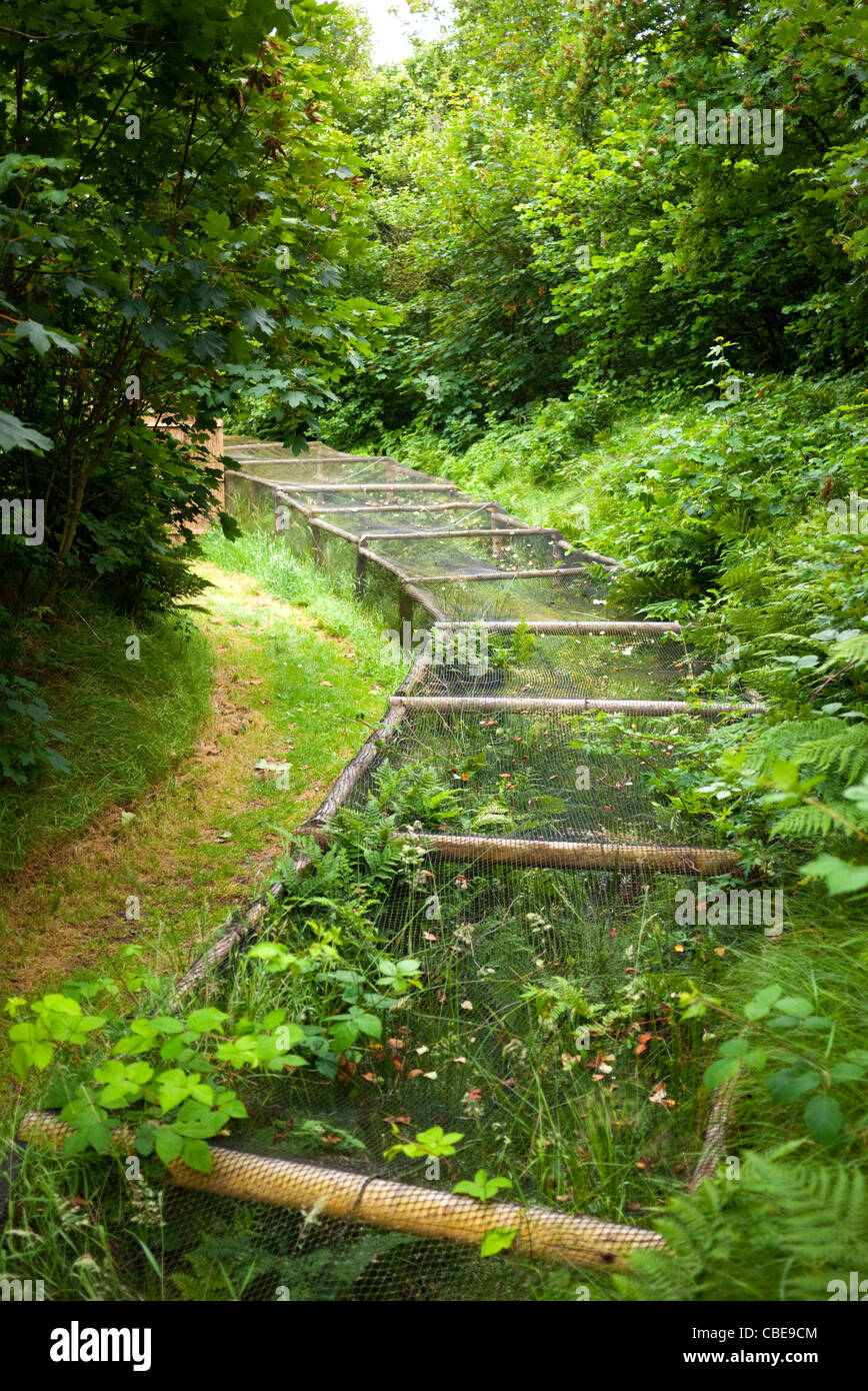 Finger on Sdr. Ho Duck Decoy trap on Fanoe Denmark Stock Photo - Alamy
