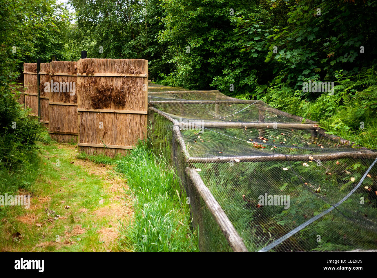Finger on Sdr. Ho Duck Decoy trap on Fanoe Denmark Stock Photo - Alamy