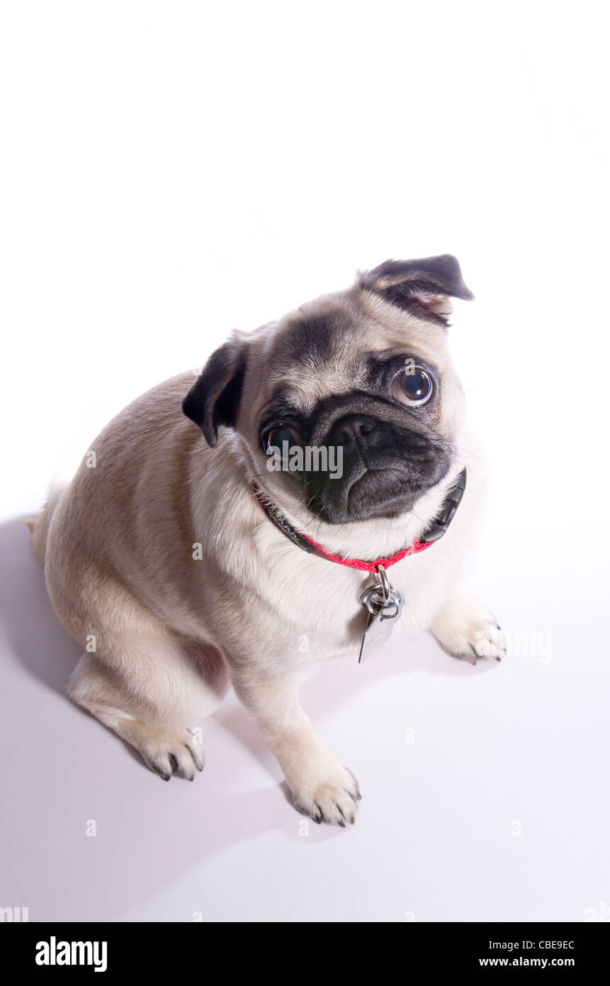 Chinese pug hi-res stock photography and images - Alamy