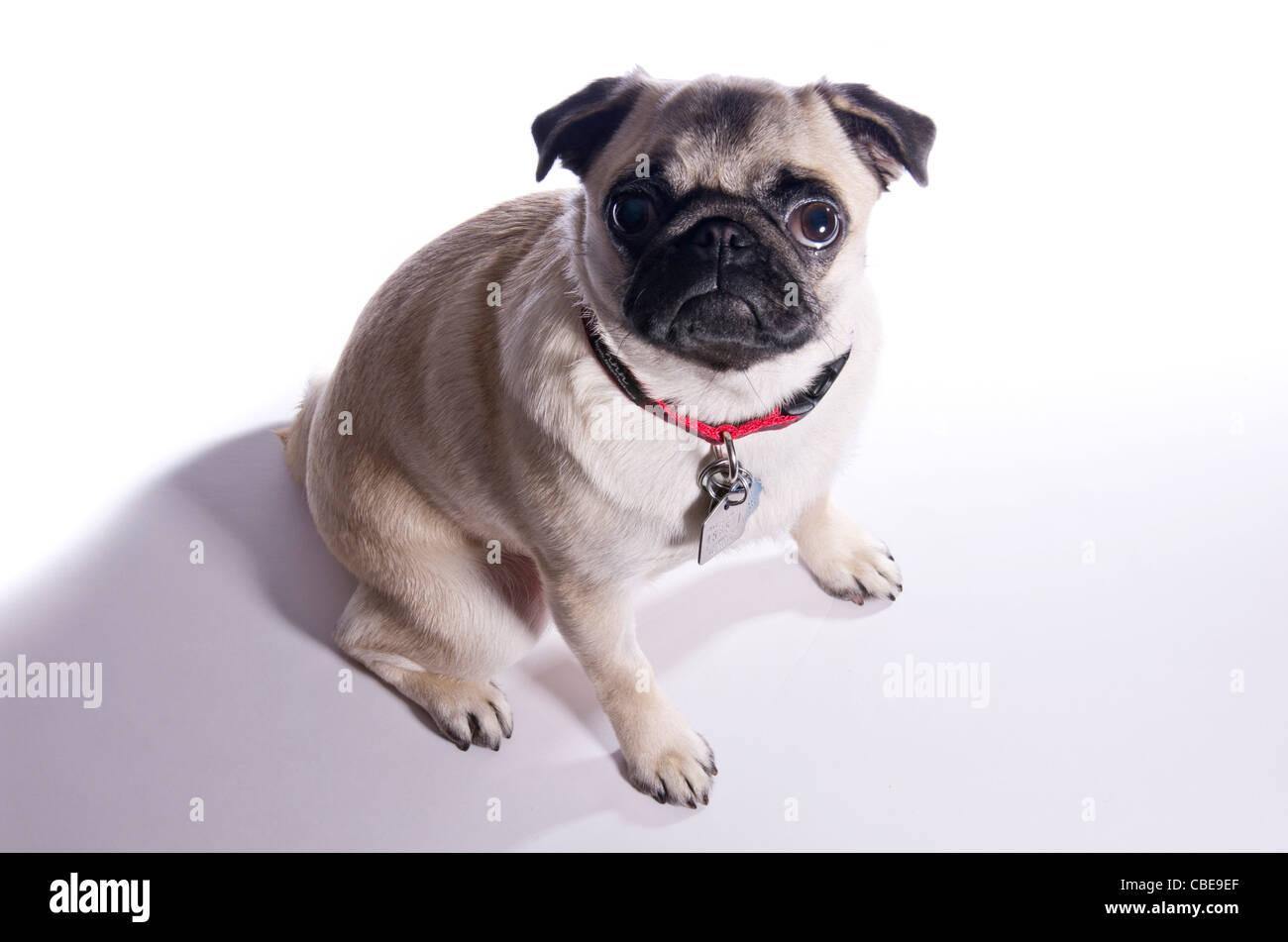 Chinese pug hi-res stock photography and images - Alamy