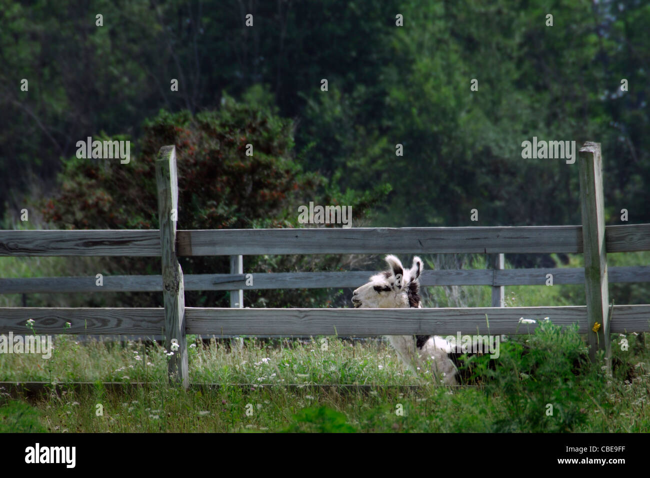 Side view of an alpaca hiding behind a wooden fence Stock Photo - Alamy