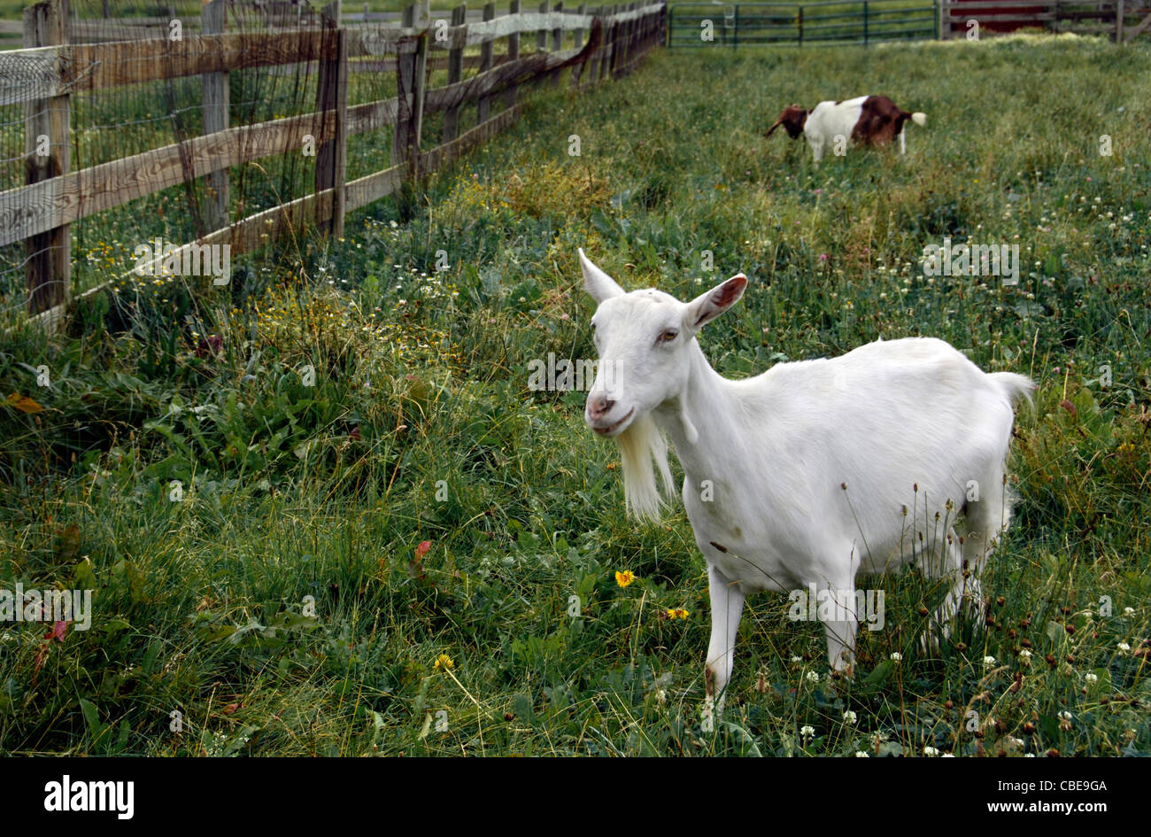 Two 2 goats in a green grassy field, one looking at camera, one in ...