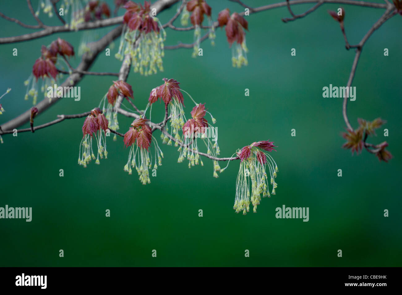 Maple catkins hi-res stock photography and images - Alamy