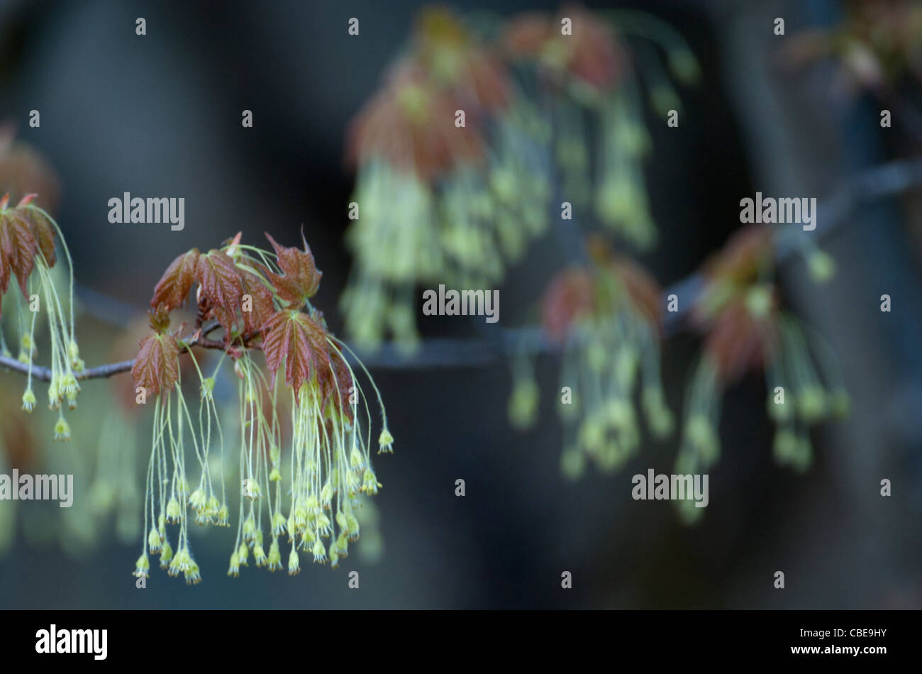 Maple tree catkins hi-res stock photography and images - Alamy