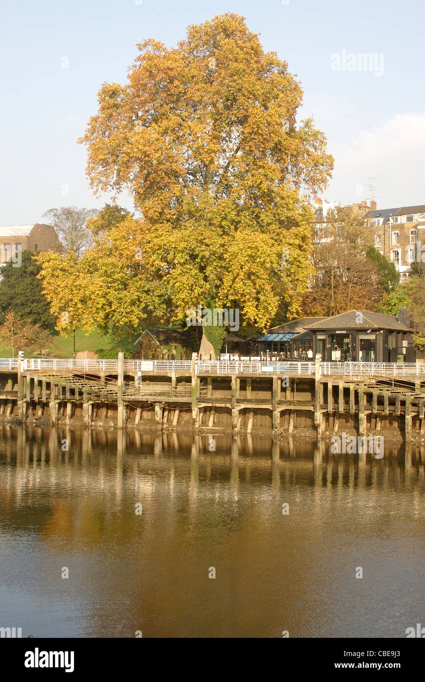 A large tree with fall colouring reflects in the River Thames in the ...