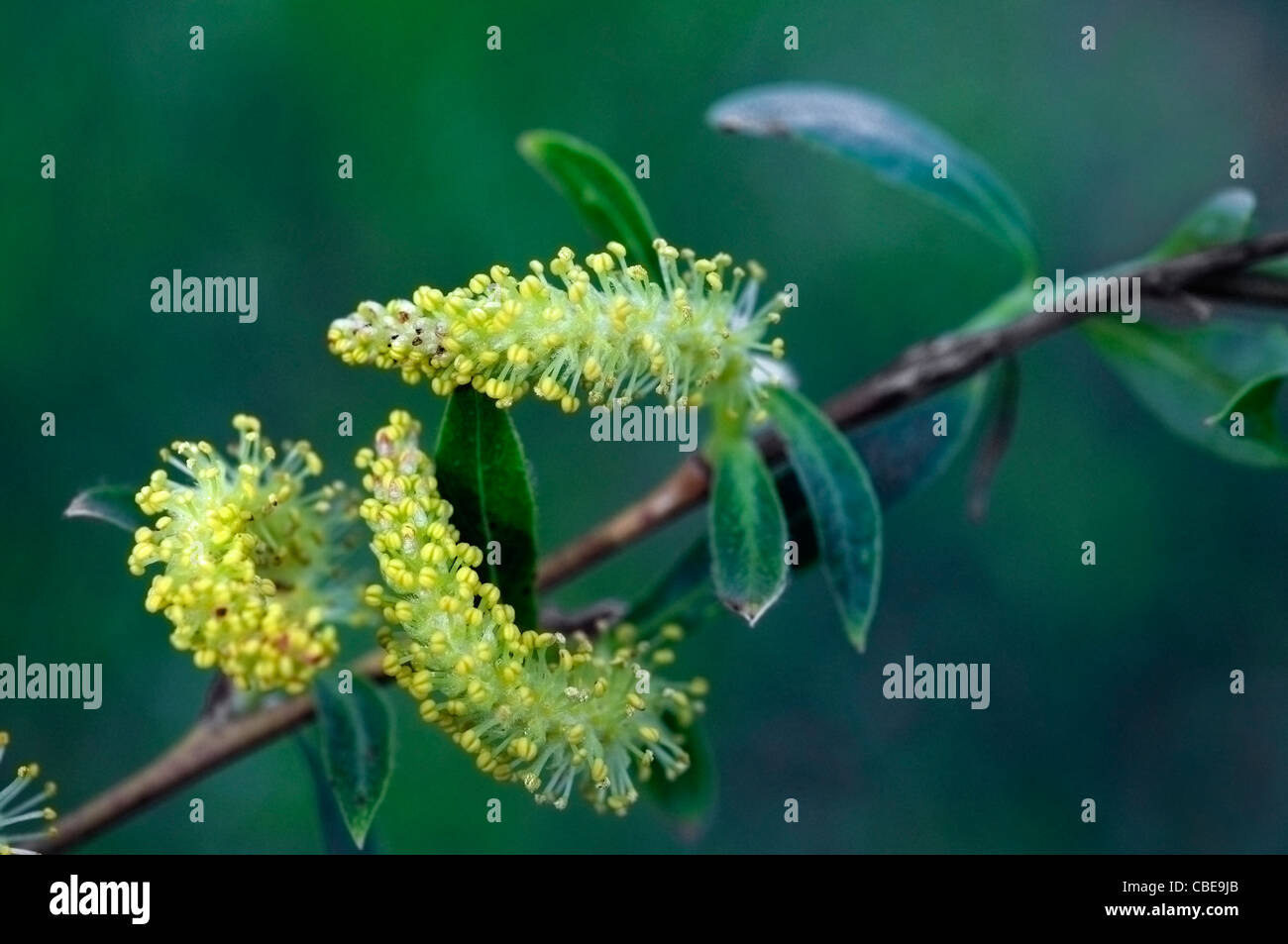 Weeping willow catkin hi-res stock photography and images - Alamy