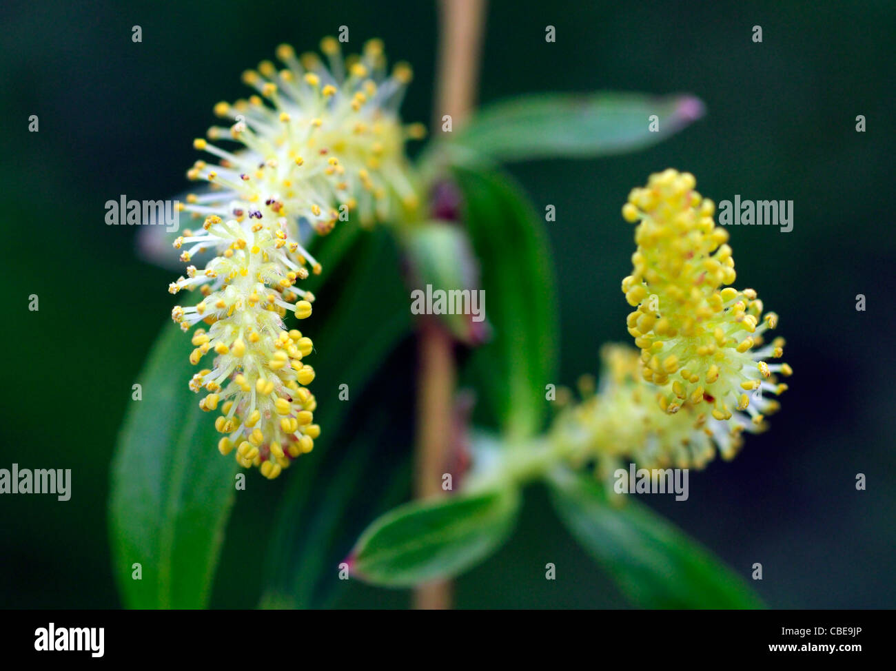 Weeping willow catkin flower macro closeup Stock Photo - Alamy