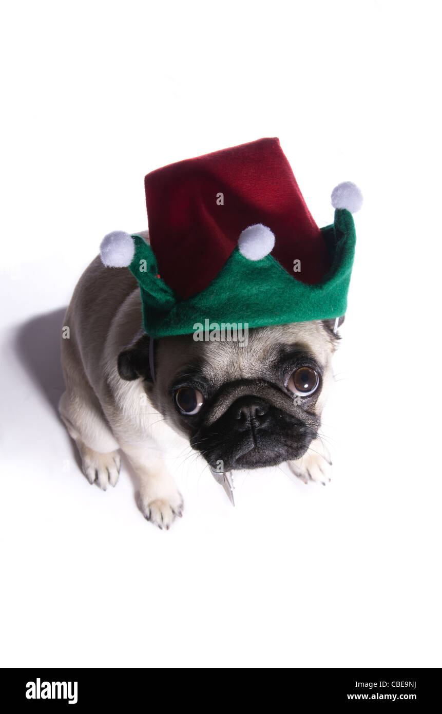 A 10 month old Chinese pug dog wearing an elf hat Stock Photo - Alamy