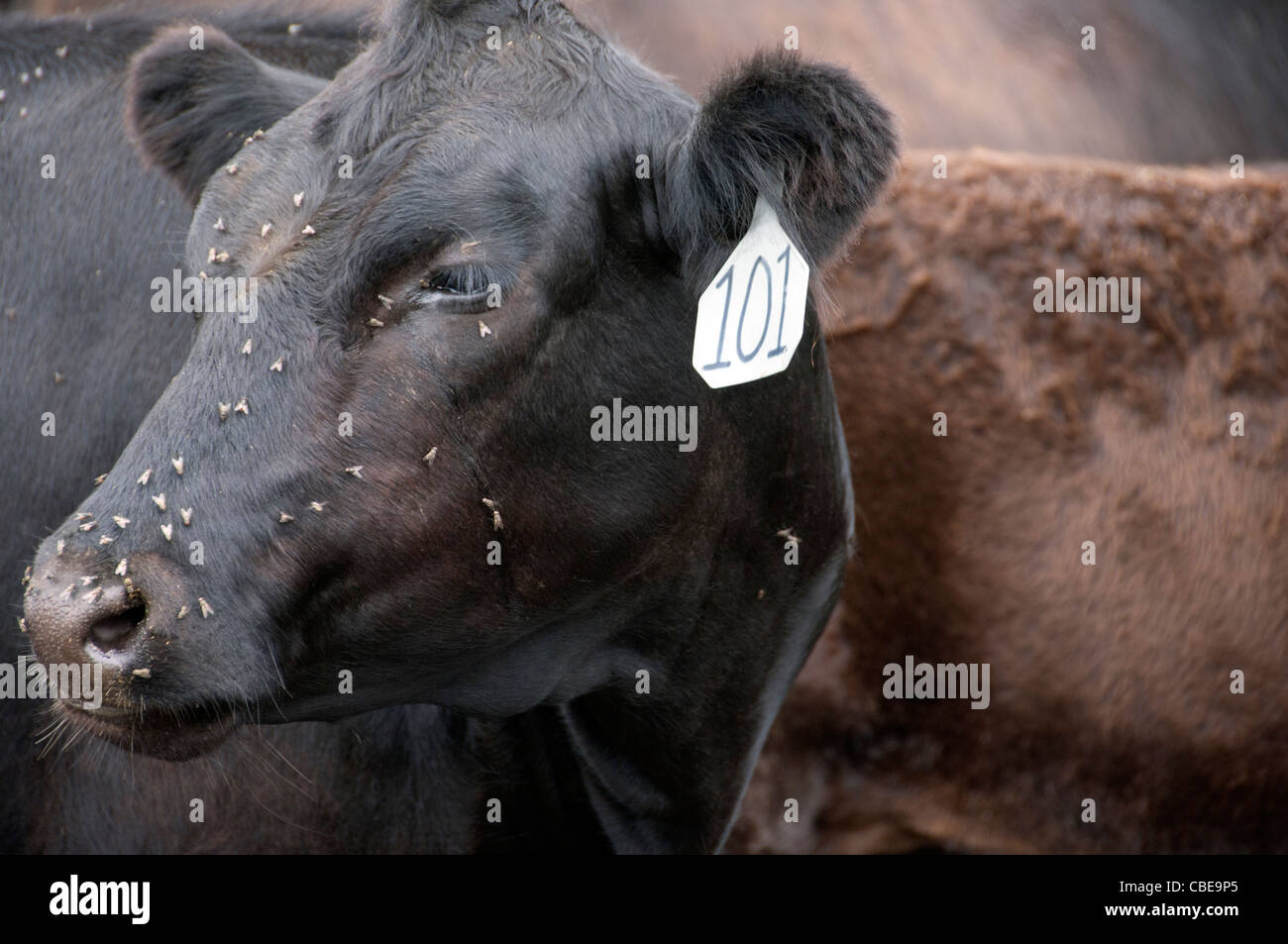 Flies on the face hi-res stock photography and images - Alamy