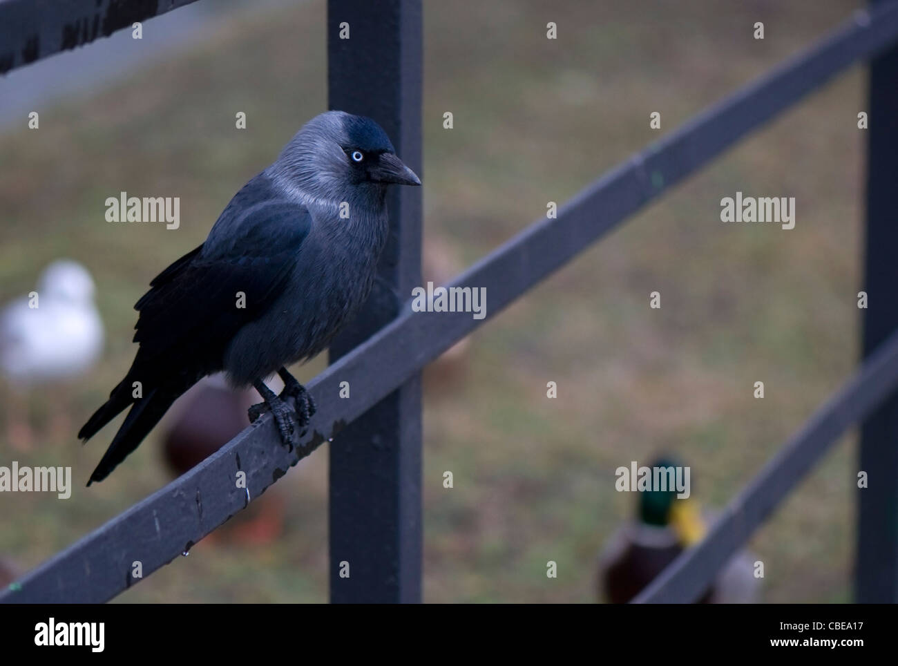 Jackdaw nature hi-res stock photography and images - Alamy