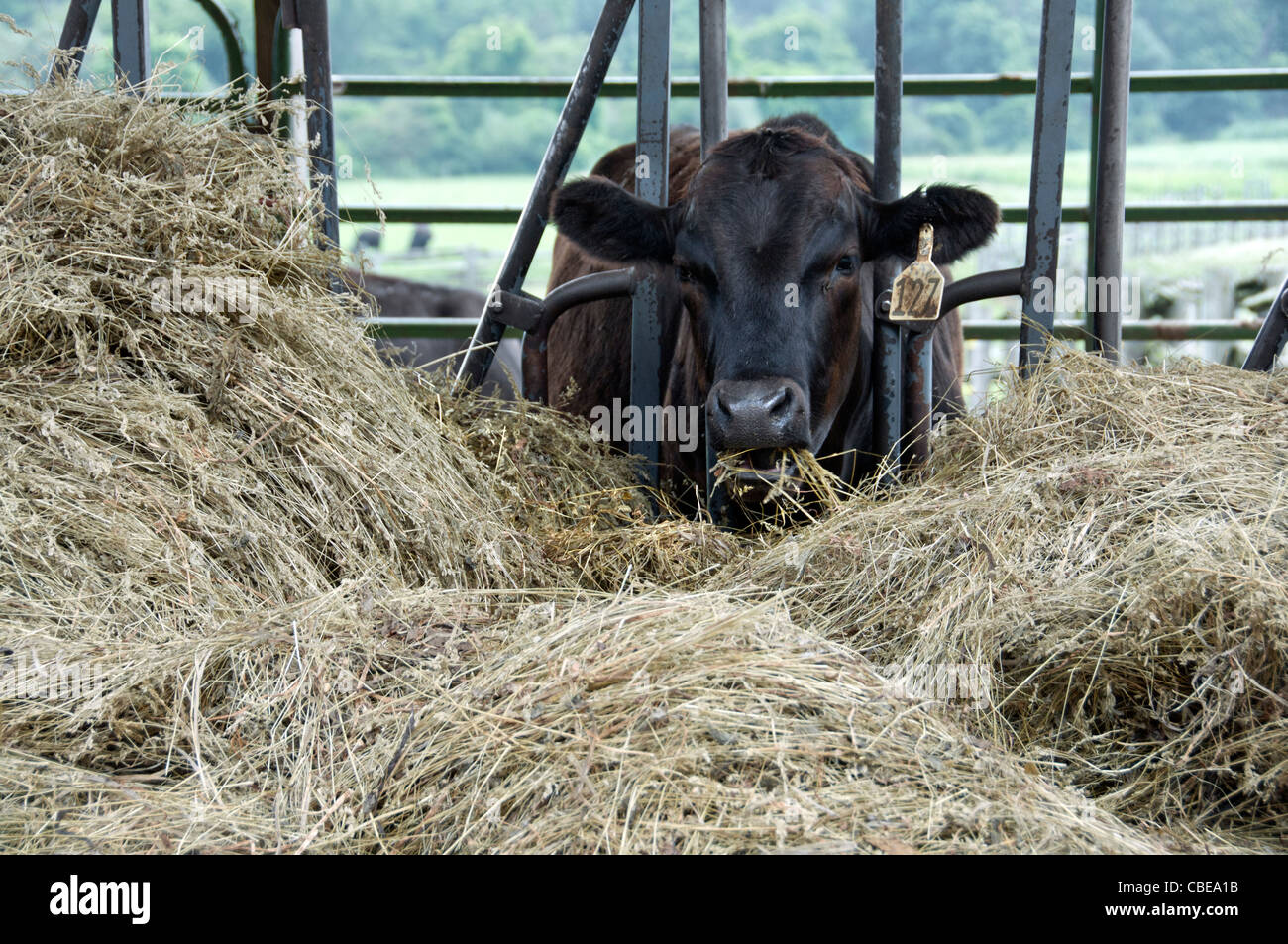 Beef cattle eating hay in a stall Stock Photo - Alamy