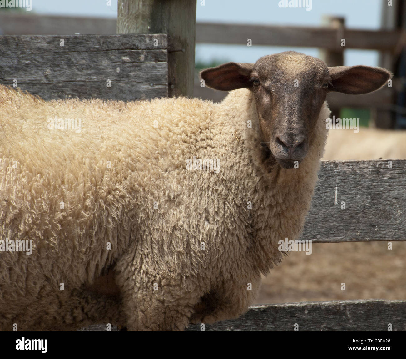One sheep hi-res stock photography and images - Alamy