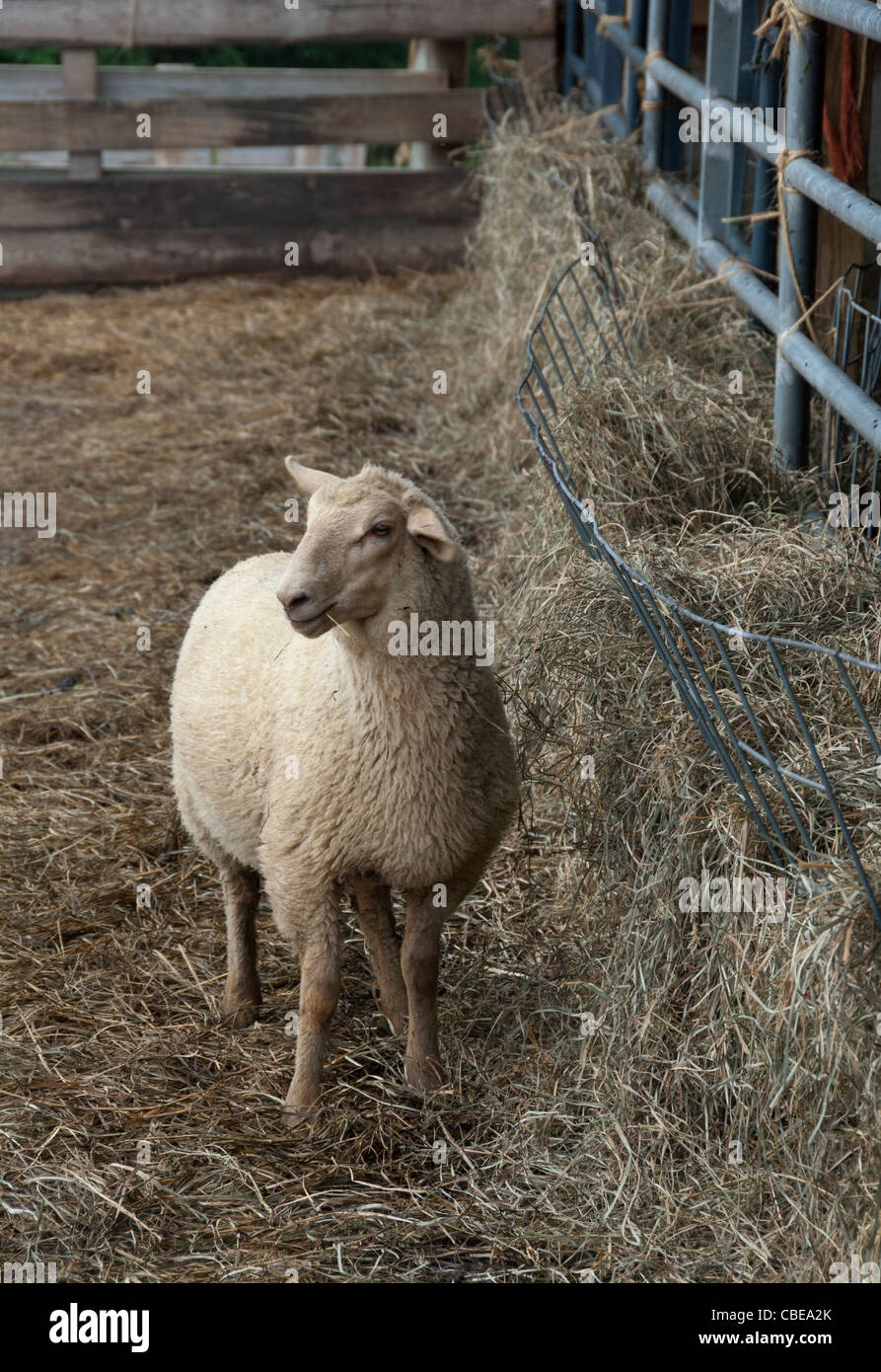 One sheep standing with hay Stock Photo - Alamy