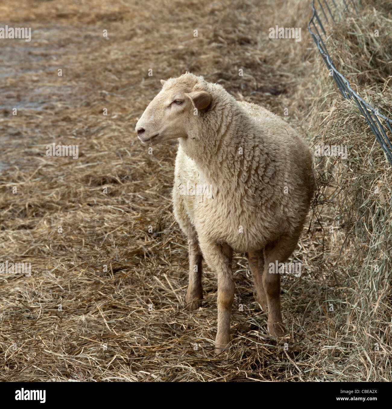 Portrait of one sheep with hay Stock Photo - Alamy