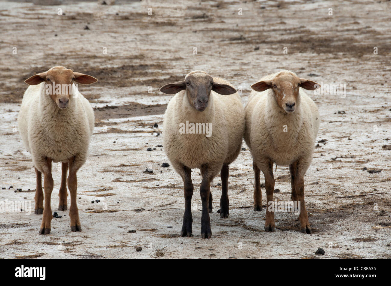 Three Sheep Cows And Sheep. Plate 2: A Pied Bull And Three Sheep ...
