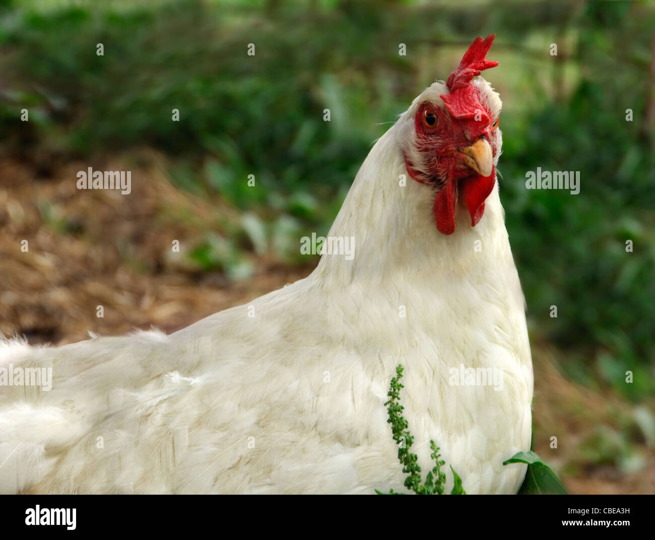 Rooster staring camera hi-res stock photography and images - Alamy