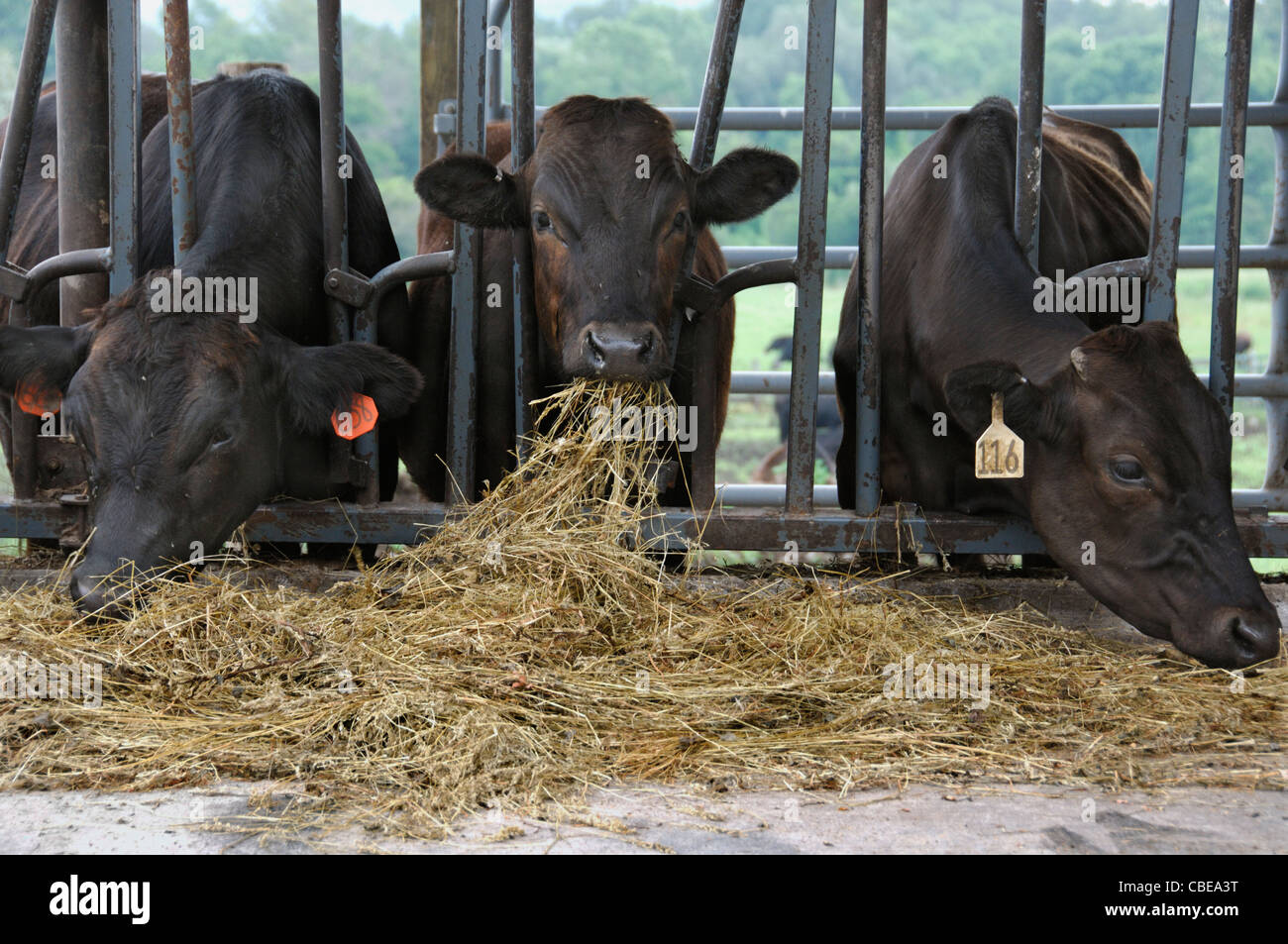 Beef cattle eating hay in a stall Stock Photo - Alamy