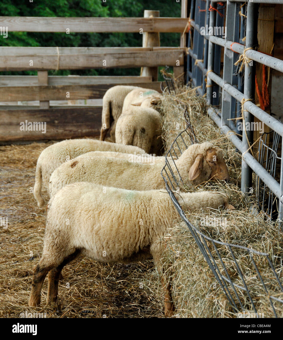 Sheep enclosure hi-res stock photography and images - Alamy