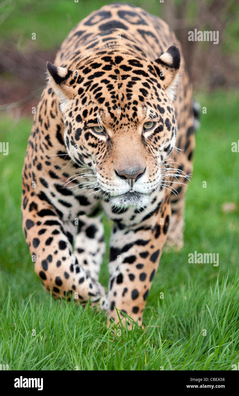 Male jaguar walking towards camera Stock Photo - Alamy