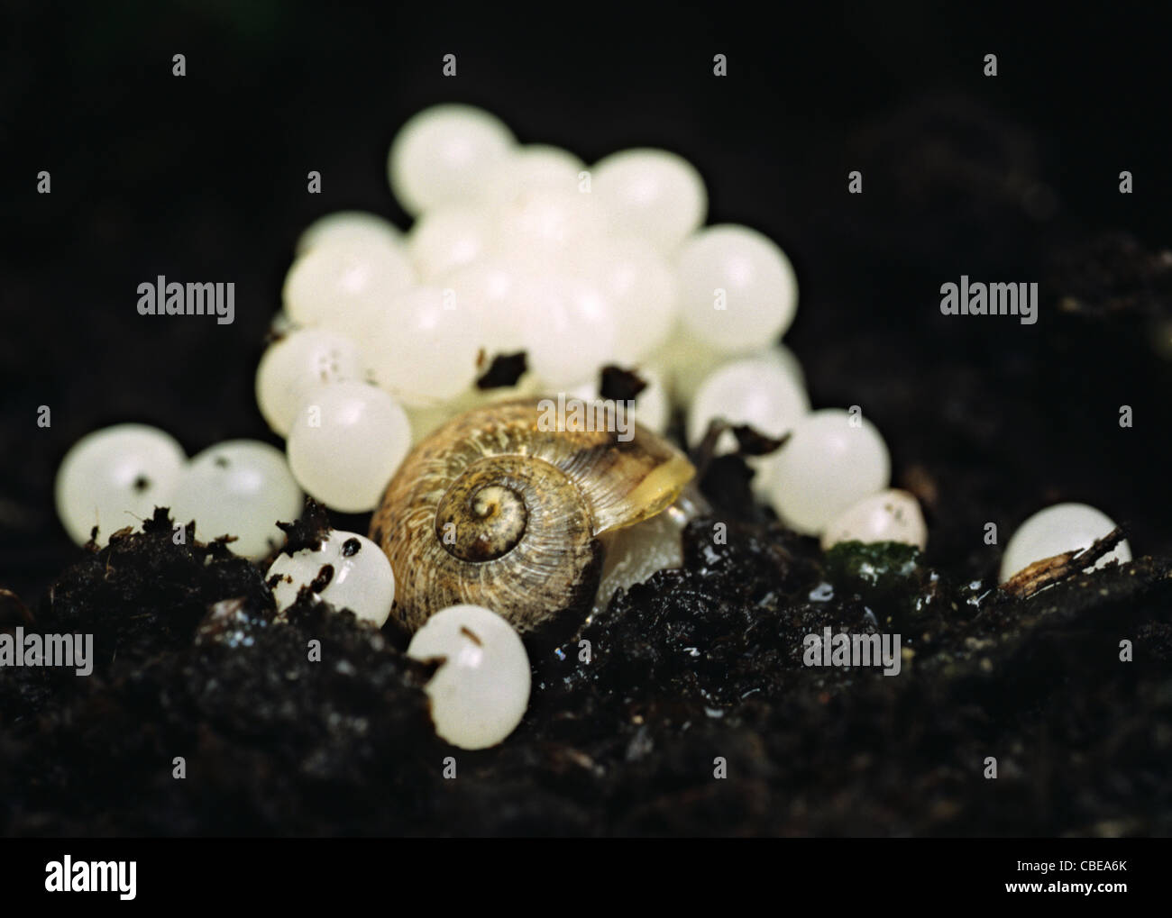 Garden snail laying eggs hi-res stock photography and images - Alamy