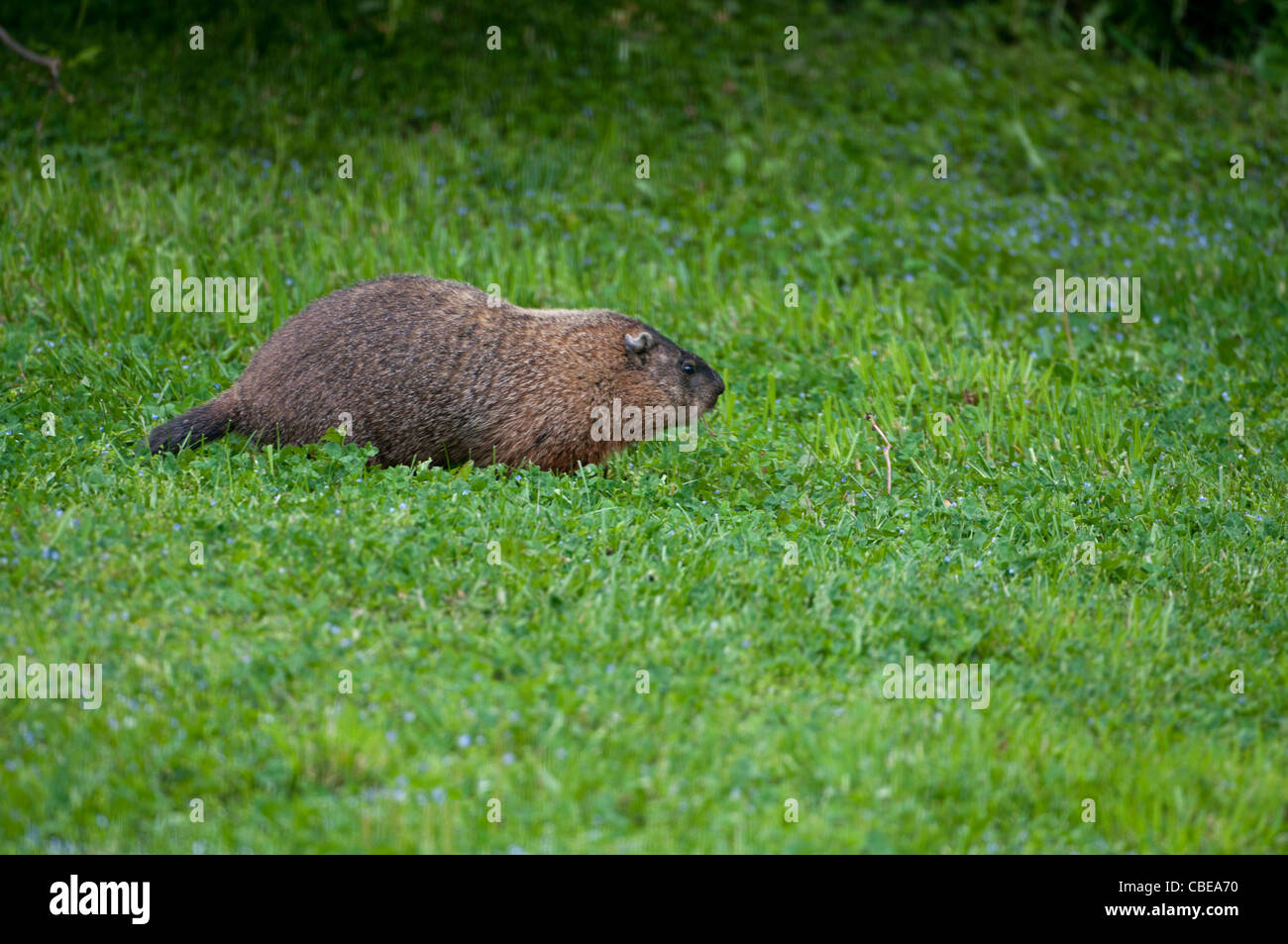 groundhog woodchuck prairie dog Stock Photo - Alamy