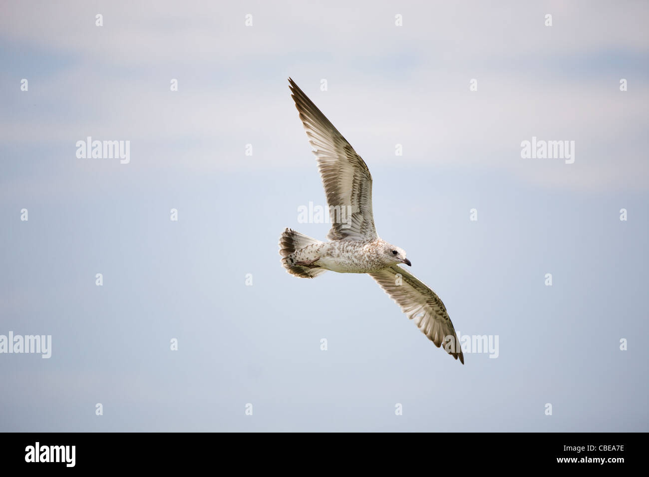 Gull wing glider hi-res stock photography and images - Alamy