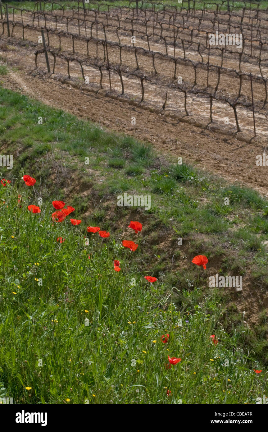 Poppies of france hi-res stock photography and images - Alamy