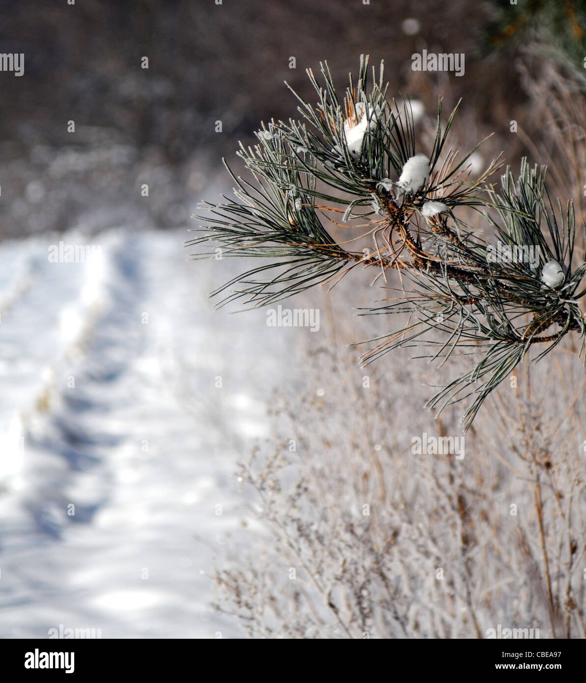 Pine tree field hi-res stock photography and images - Alamy