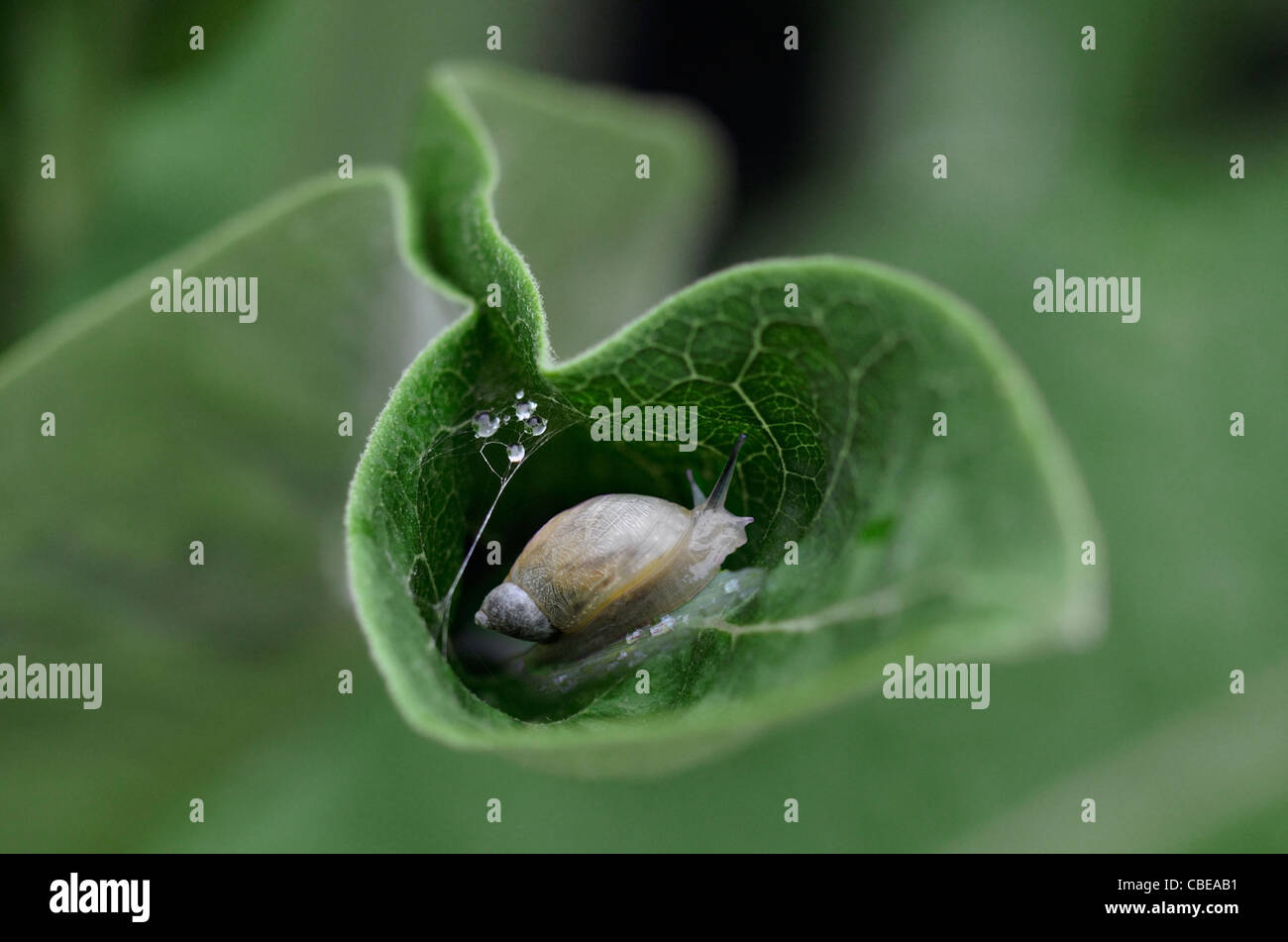 Curled leaf hi-res stock photography and images - Alamy