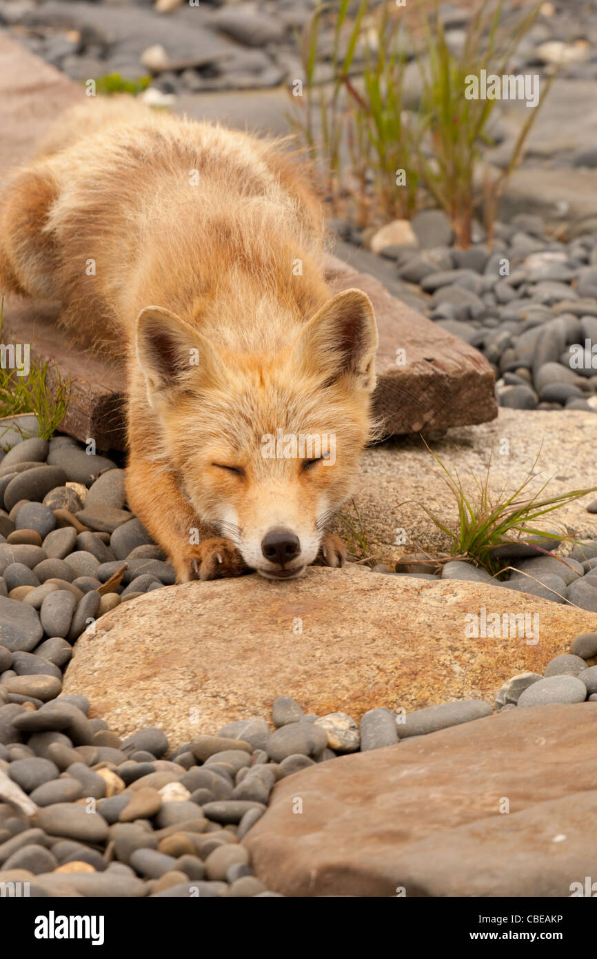 Red fox sleeping hi-res stock photography and images - Alamy